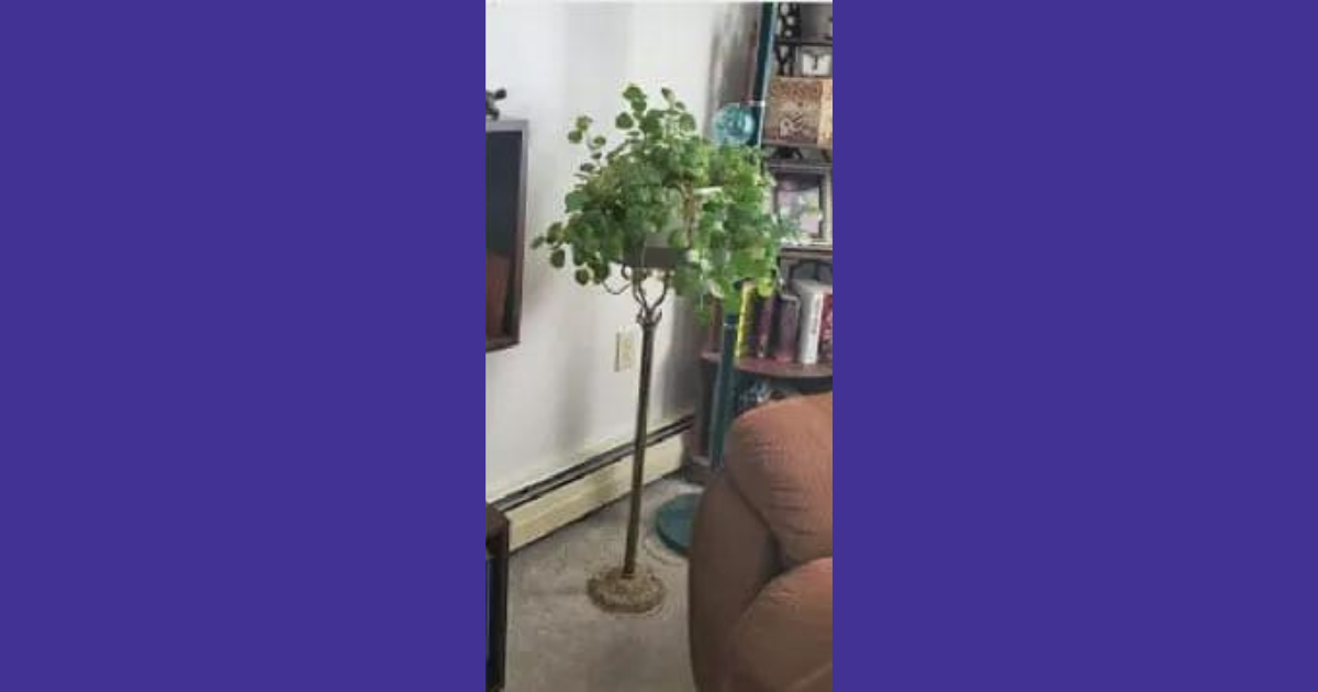 This is my Bill W. plant. | Journey Enterprises